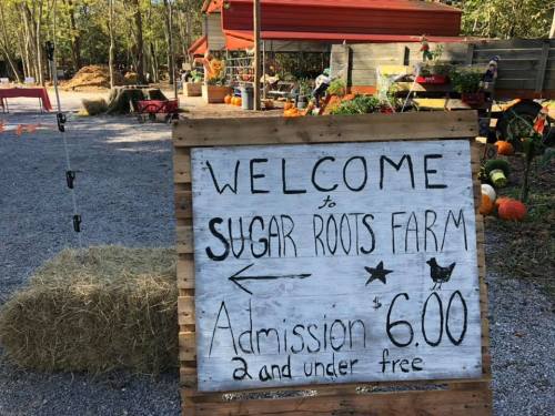 Visit Sugar Roots Farm In Louisiana To Feed The Goats