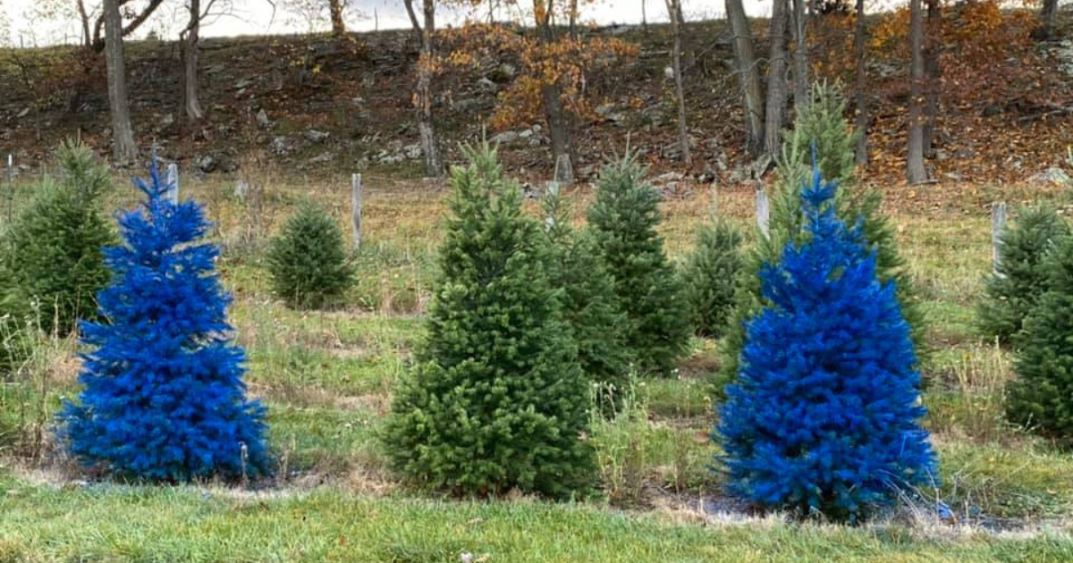 Christmas Tree Farms In West Virginia: Brushy Mountain Tree