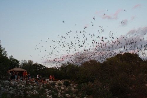 The World's Largest Bat Colony Is in Texas at Bracken Bat Cave