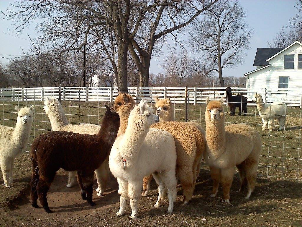 Be Fascinated By The Delightful Creatures You Meet At Illinois’ Best ...