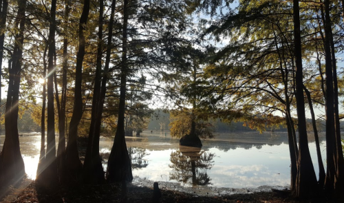 7 Beautiful Louisiana Parks To Visit During Springtime