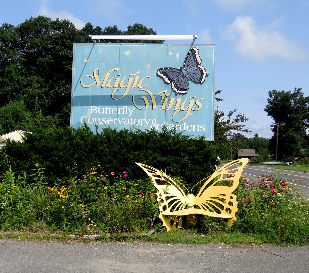 Spend An Afternoon At Magic Wings, Massachusetts’ Butterfly House