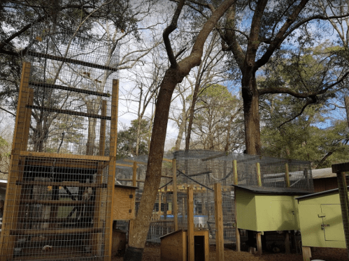 Road Trip Over To Bee City Zoo In South Carolina For Unique Animal ...