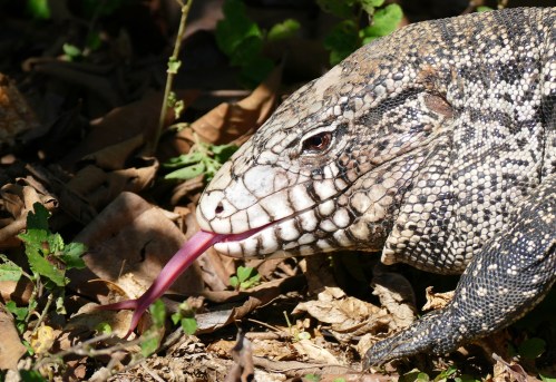 Dog-Sized Lizards Invading Texas After Escaping Captivity