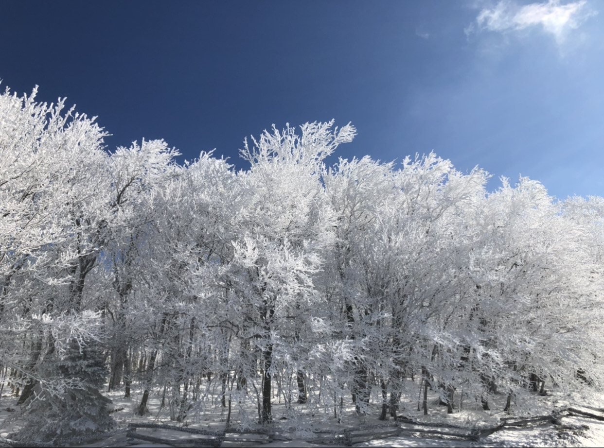 A Natural Phenomenon, Rime Ice, Has Been Popping Up In North Carolina ...