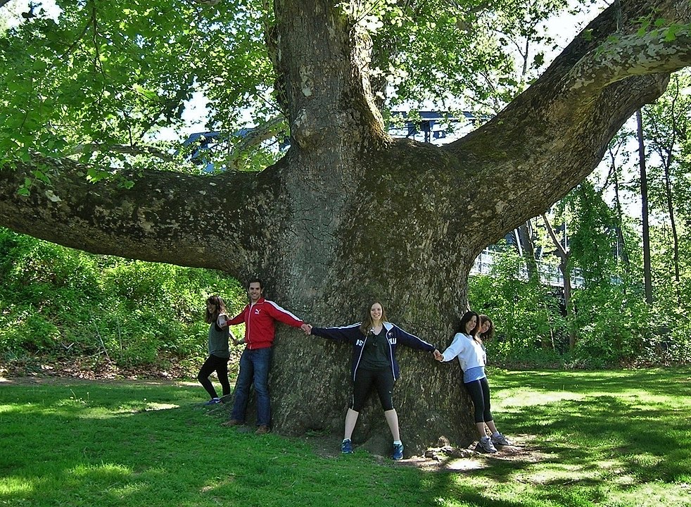 Visit The Pinchot Sycamore In Connecticut To Experience Natural History
