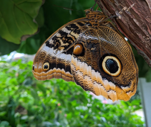 Butterfly Biosphere: The Largest Butterfly House In Utah