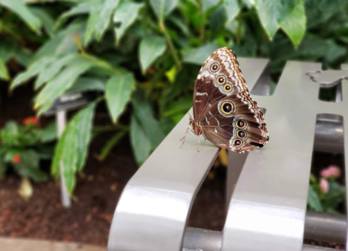 Butterfly Biosphere: The Largest Butterfly House In Utah