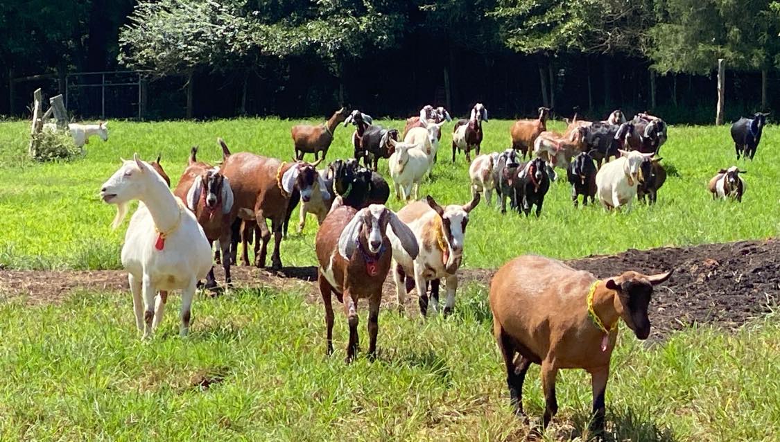 Split Creek Farm In South Carolina Is Full Of Goats And You Need To Visit