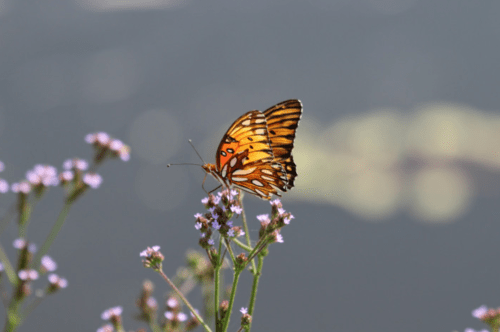 Overflow Wildlife Refuge Is A Peaceful Nature Escape In Arkansas
