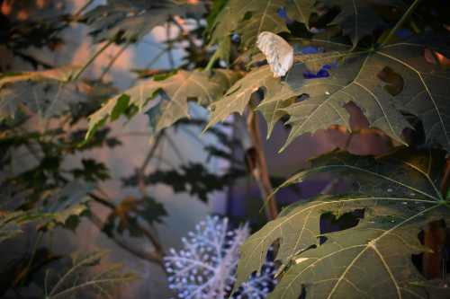 Spend A Magical Afternoon At Connecticut's Largest Butterfly House