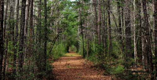 Discover 7 Underrated Nature Spots in Texas