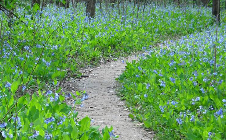 The Gorgeous Hike In Missouri Leads Past A Waterfall And A River