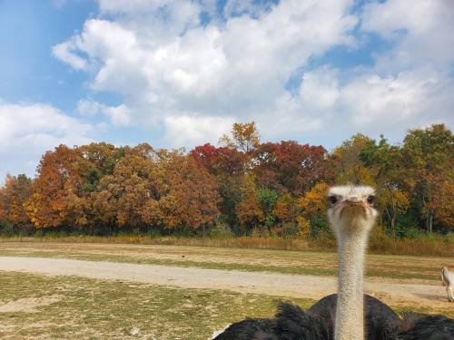 Go On A Drive-Thru Safari At Safari Lake Geneva In Wisconsin