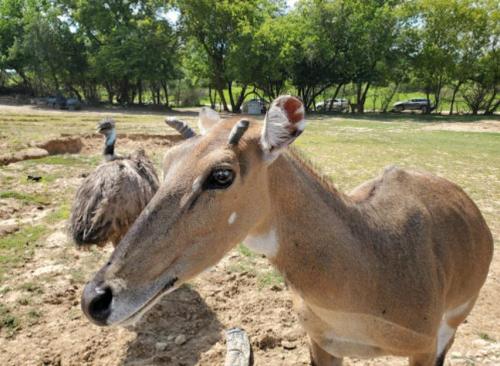Go On A Drive-Thru Safari At Safari Lake Geneva In Wisconsin