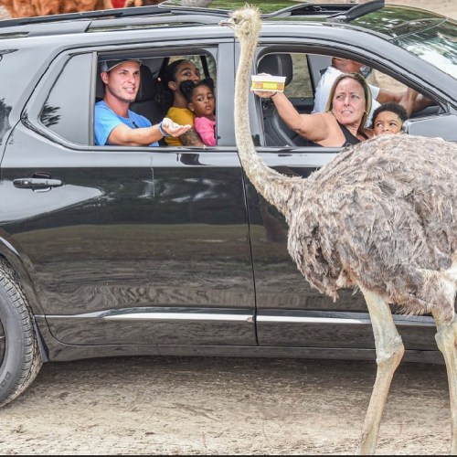 Go On A Drive-Thru Safari At Eudora Farms In South Carolina