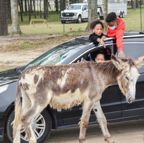 Go On A Drive-Thru Safari At Eudora Farms In South Carolina