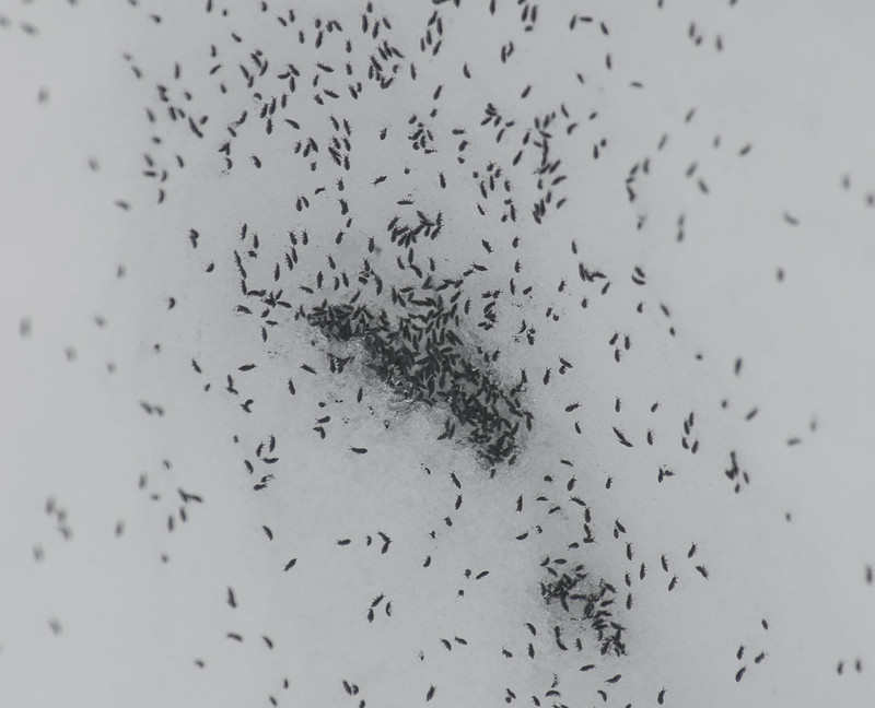 Snow Fleas Are A Thing And You Can Find Them Here In Colorado