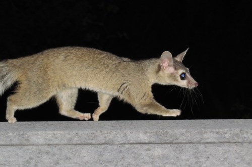 The Ringtail Cat In Colorado Is Beginning To Make An Appearance