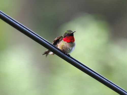 Spring Is the Best Time To See Hummingbirds in Maryland