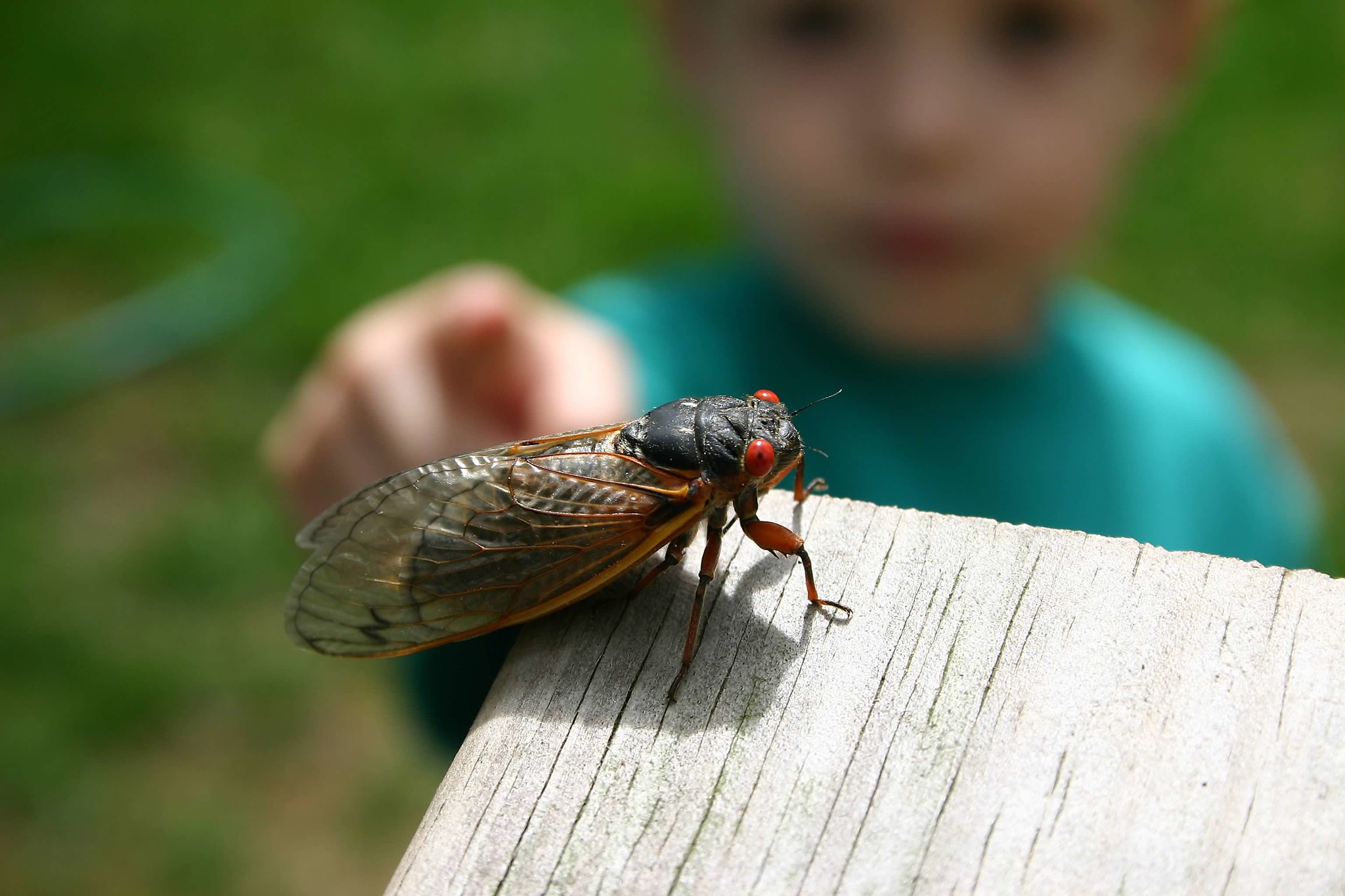 This Spring, Millions Of Cicadas Are Set To Emerge In Kentucky After 17 ...