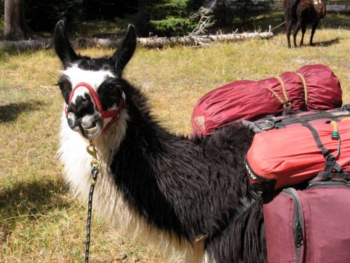 Hike With Llamas Through The Wallowa Mountains Of Oregon