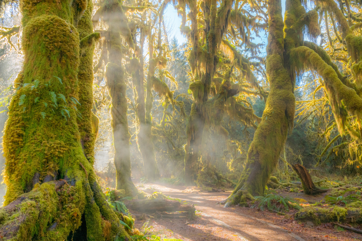 Hoh Rain Forest: Discover This Stunning Natural Wonder in Washington State