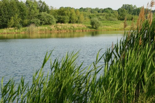 Greene Sullivan State Forest In Indiana Is A Perfect Nature Getaway
