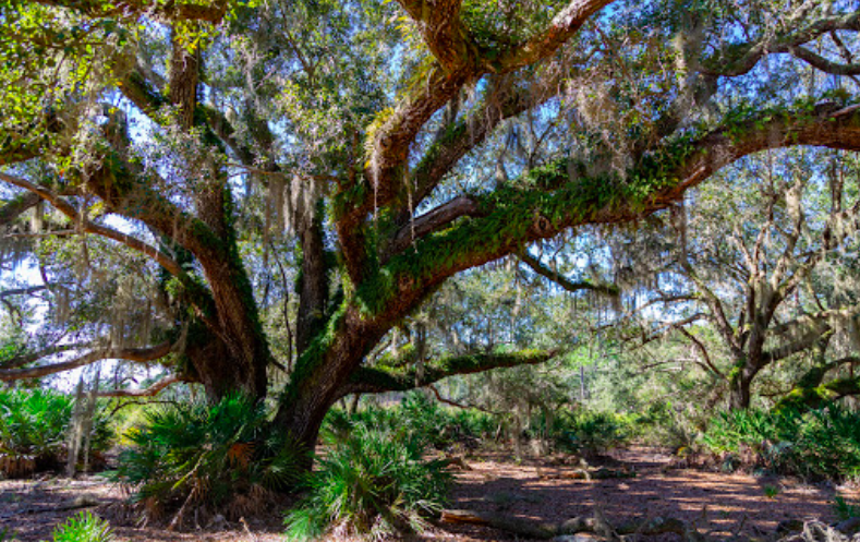 Hike The Beautiful 5 Mile Loop Through Split Oak Forest In Florida
