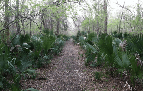 Explore A Unique Side Of Louisiana On The Old Barataria Trail