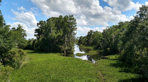 Explore A Unique Side Of Louisiana On The Old Barataria Trail