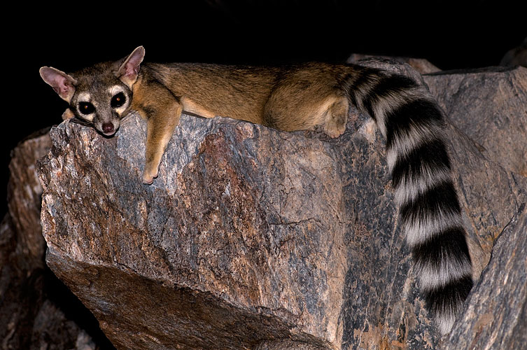 The Ringtail Cat In Colorado Is Beginning To Make An Appearance