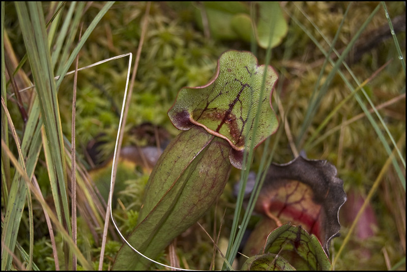 This Unique Indiana Bog Is Home To Lots Of Carnivores, Except They’re ...