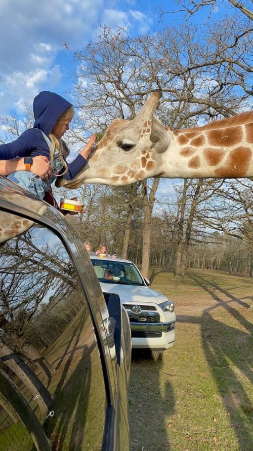 Go On A Drive-Thru Safari At Eudora Farms In South Carolina