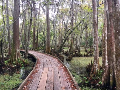 Explore A Unique Side Of Louisiana On The Old Barataria Trail