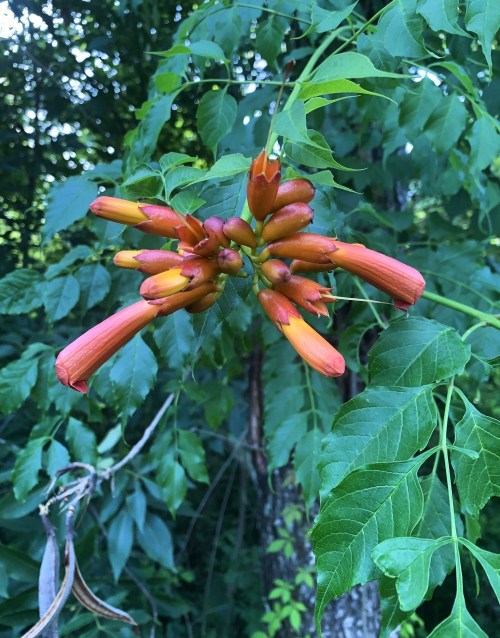 Butler Pass Trail Is An Easy Hike In Alabama With An Unforgettable View