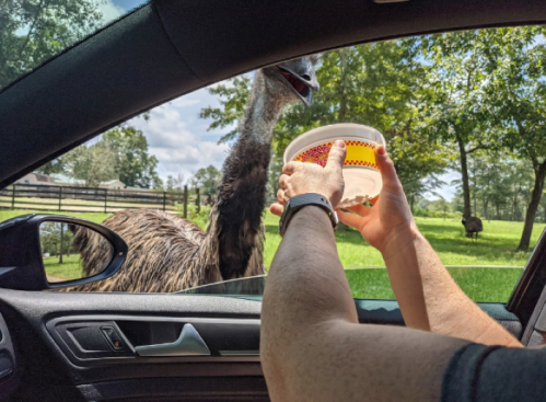 Go On A Drive-Thru Safari At Eudora Farms In South Carolina