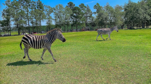 Go On A Drive-Thru Safari At Eudora Farms In South Carolina