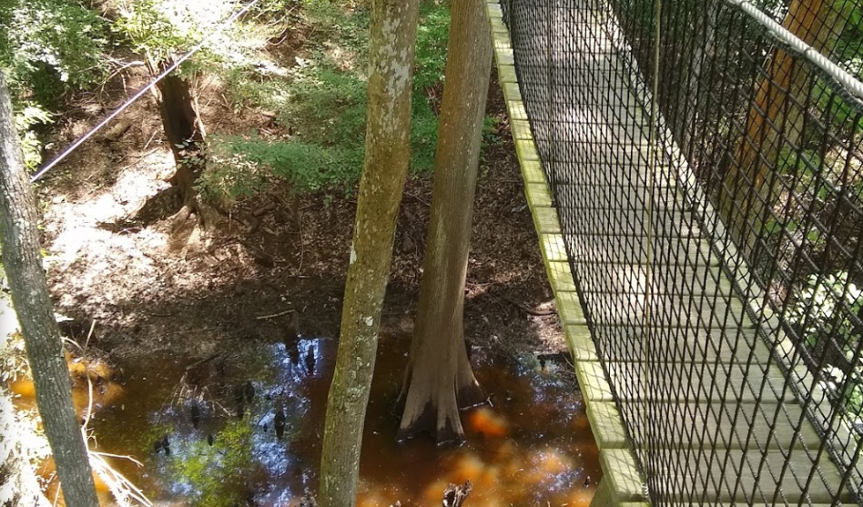 Can You Stomach The Swinging Bridges On This Canopy Walk In South Carolina?