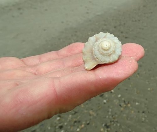 Folly Beach Is The Best Place To Find Seashells In South Carolina