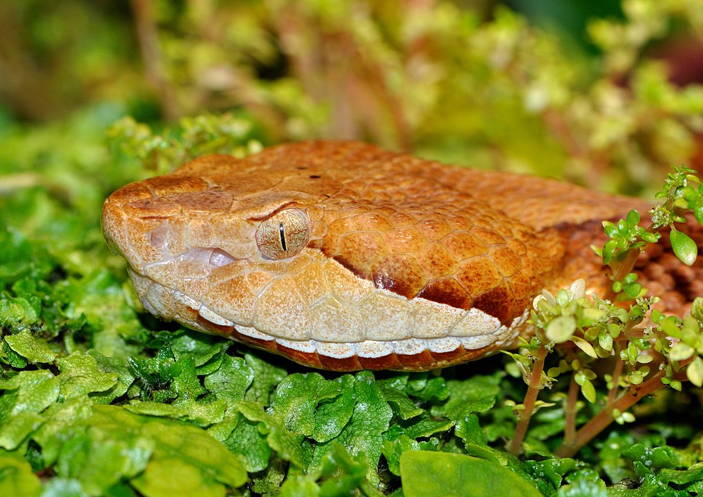 Beware Of Copperheads Out Snacking On Cicadas This Spring In North Carolina