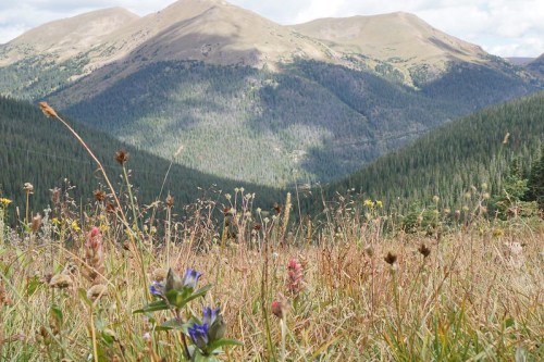 Take This Road Trip To These 6 Beautiful Flower Fields In Colorado