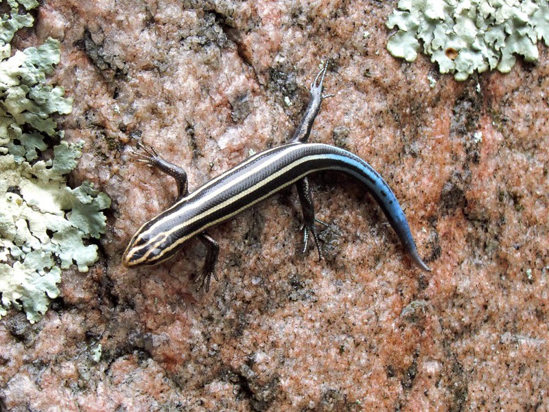 An Exotic Lizard Has Just Arrived In Rhode Island For The First Time