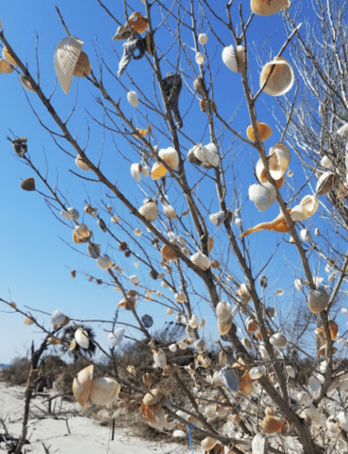 Folly Beach Is The Best Place To Find Seashells In South Carolina