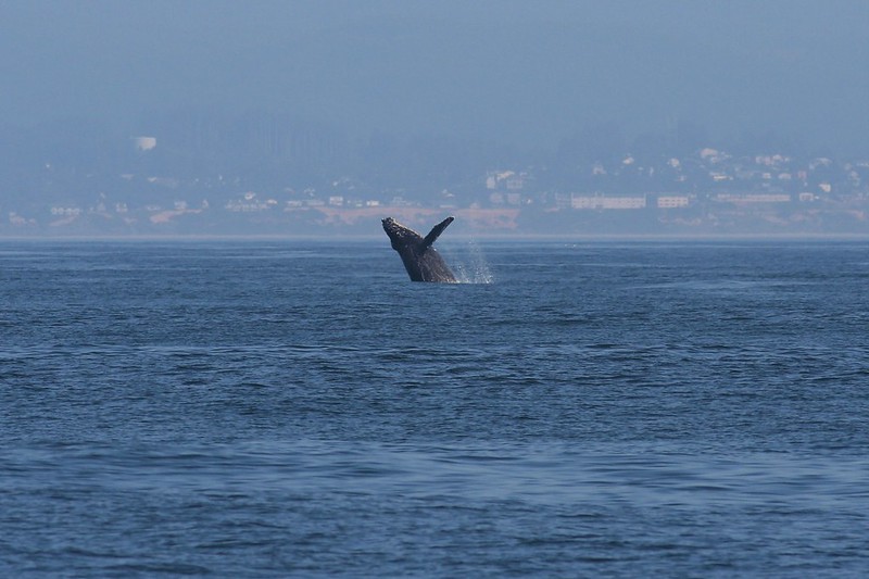 This Coastal Oregon Town Has The Best Whale Watching In The State