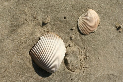 Search For Seashells At Sandbridge, Virignia's Most Pristine Beach