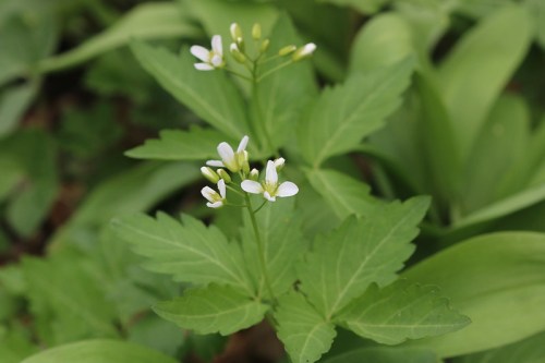 Dowagiac Woods In Michigan Features Beautiful Wildflowers During Spring