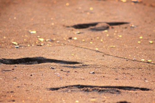 Search For Seashells At Sandbridge, Virignia's Most Pristine Beach