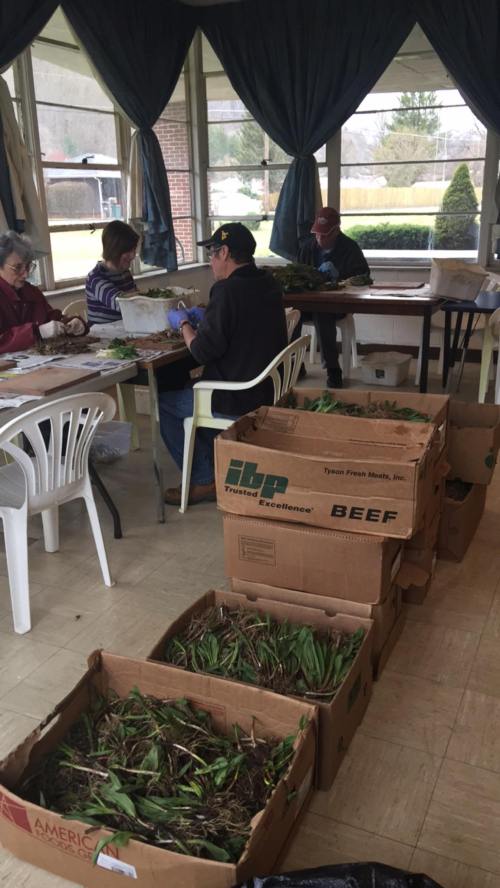 The 82nd Feast Of The Ramson In West Virginia Celebrates Ramps