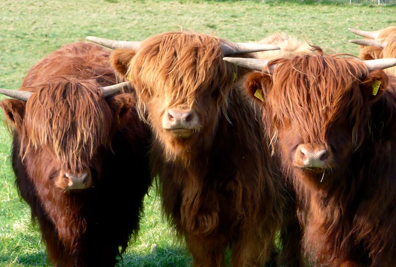 Moschell Farms Is Home To Curly-Haired Highland Cows